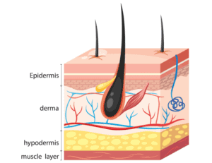 Hair Follicle Anatomy: Understanding the Structure and Function - FKS ...